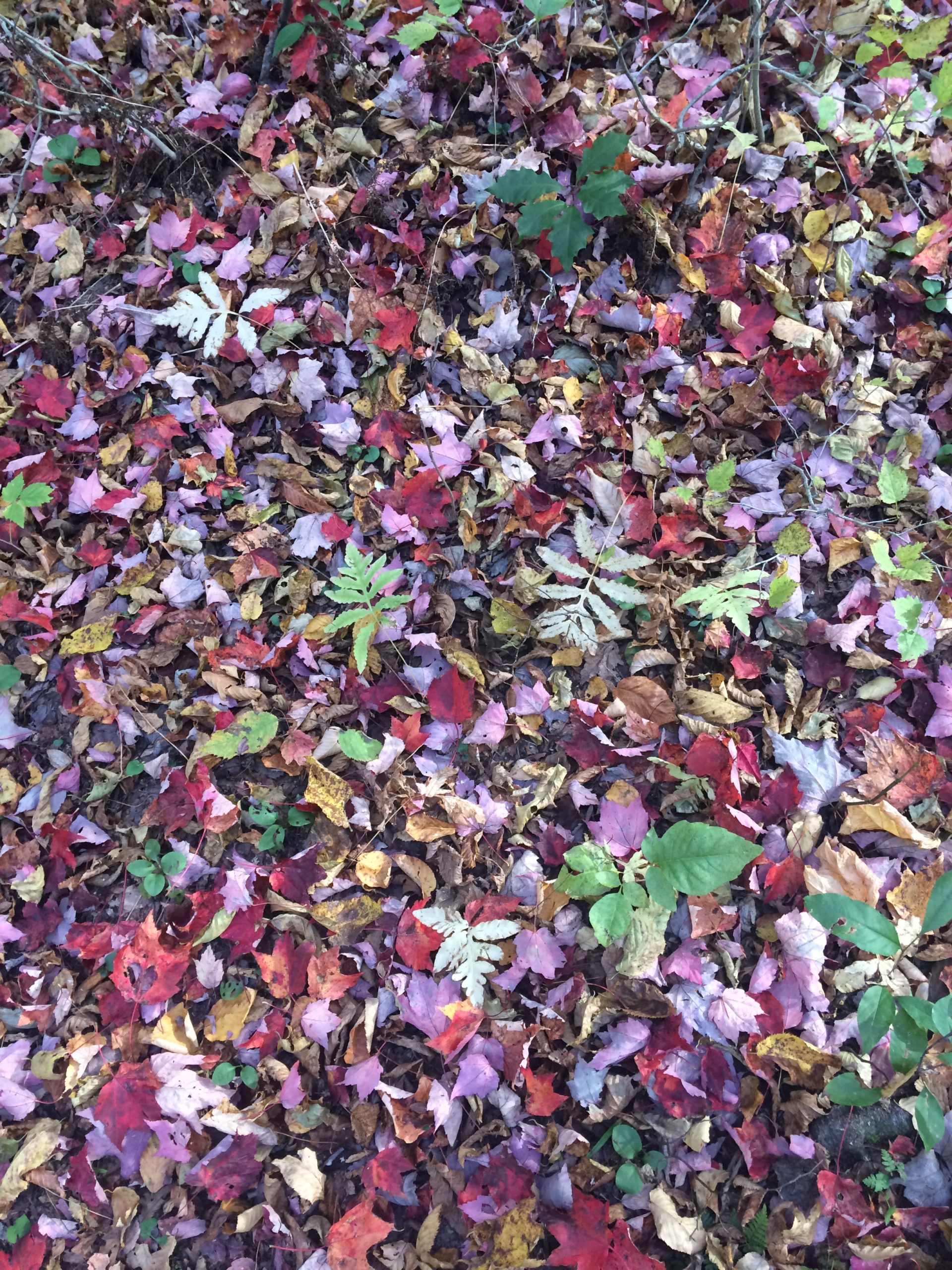 The Living Carpet – In Light of the Trees